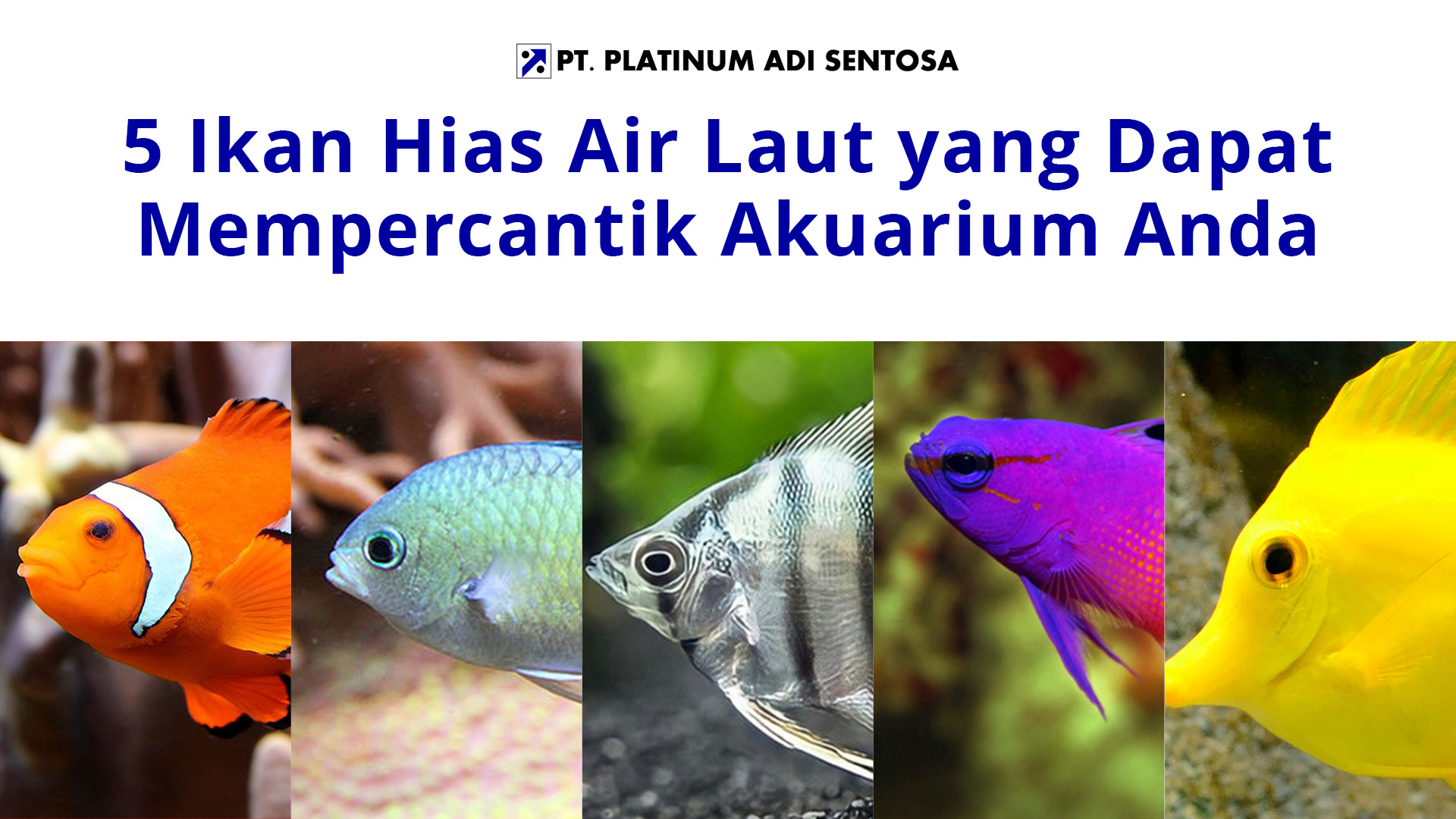 Ikan Hias