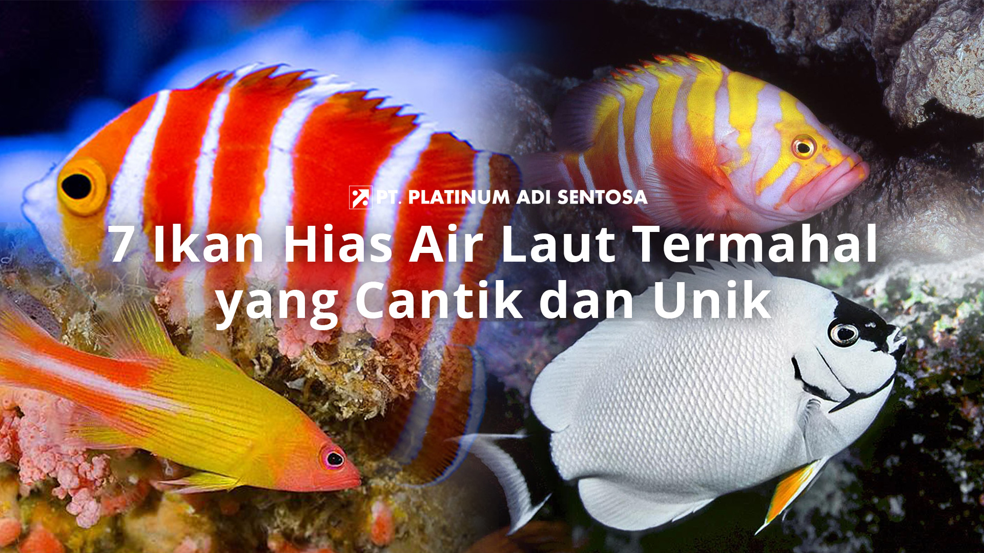 7 Ikan Hias Air Laut Termahal yang Cantik dan Unik