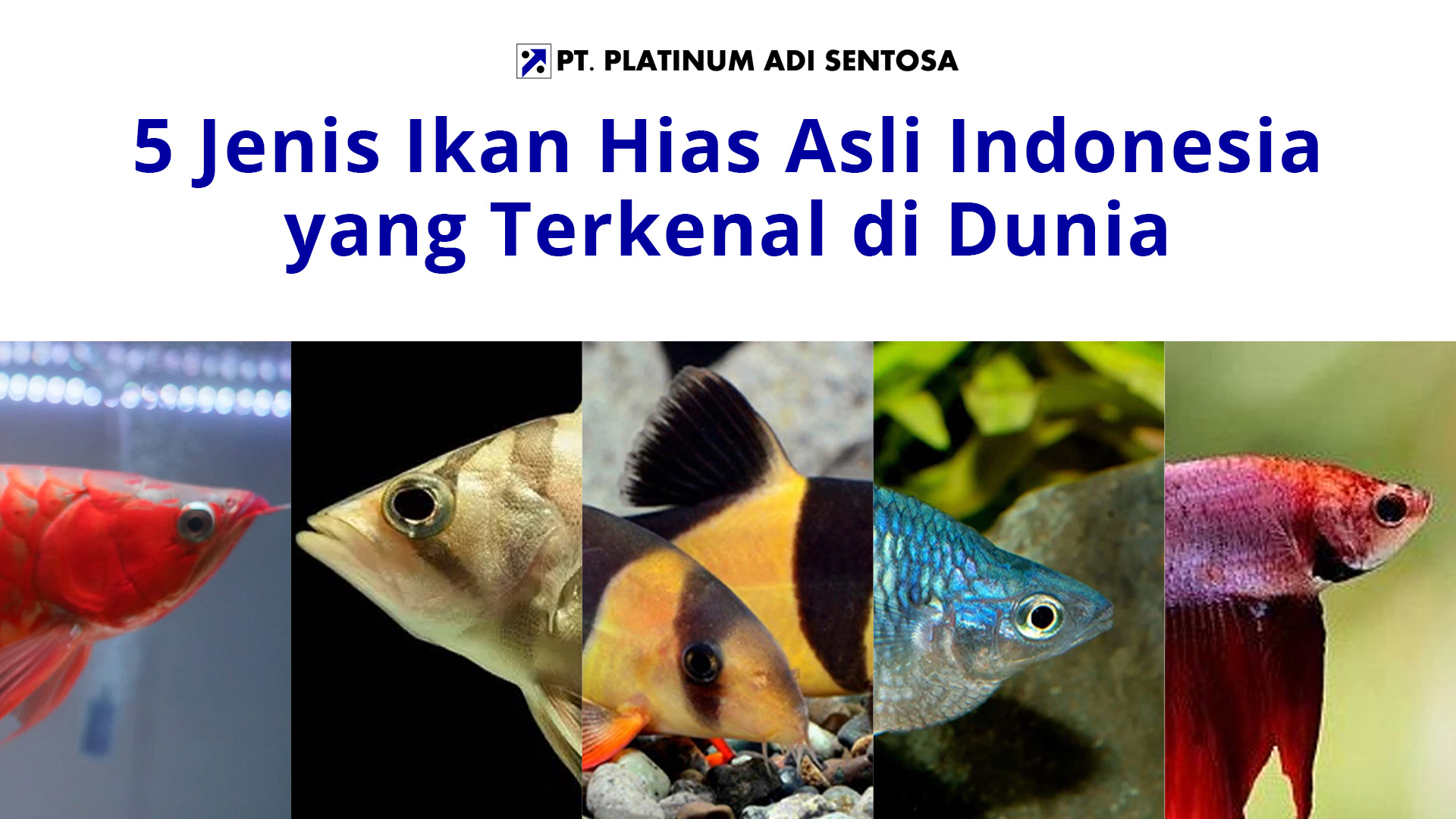 Ikan Hias